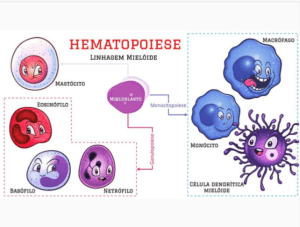Como se originam as células do sangue e do sistema imune? - Pele Digital